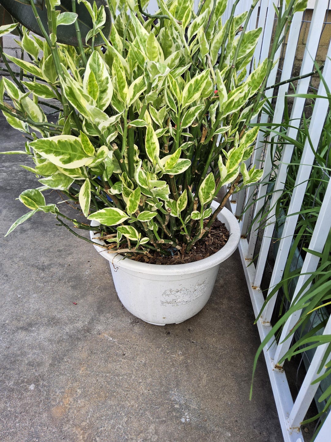 Pink Variegated Devil's Backbone (pedilanthus Tithymaloides) - Etsy