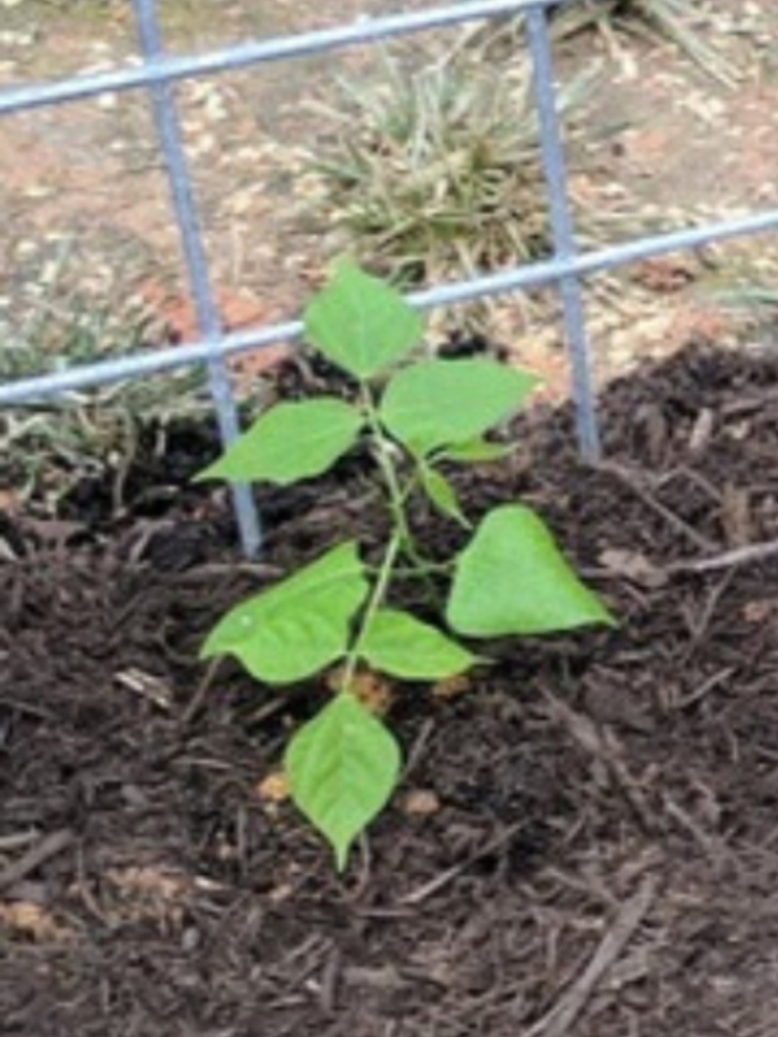Corkscrew Vine Live Plant, Vigna Caracalla Live Plant, Aka Snail Vine ...