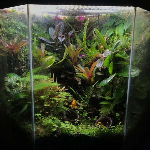 Mini Terrarium - Etsy