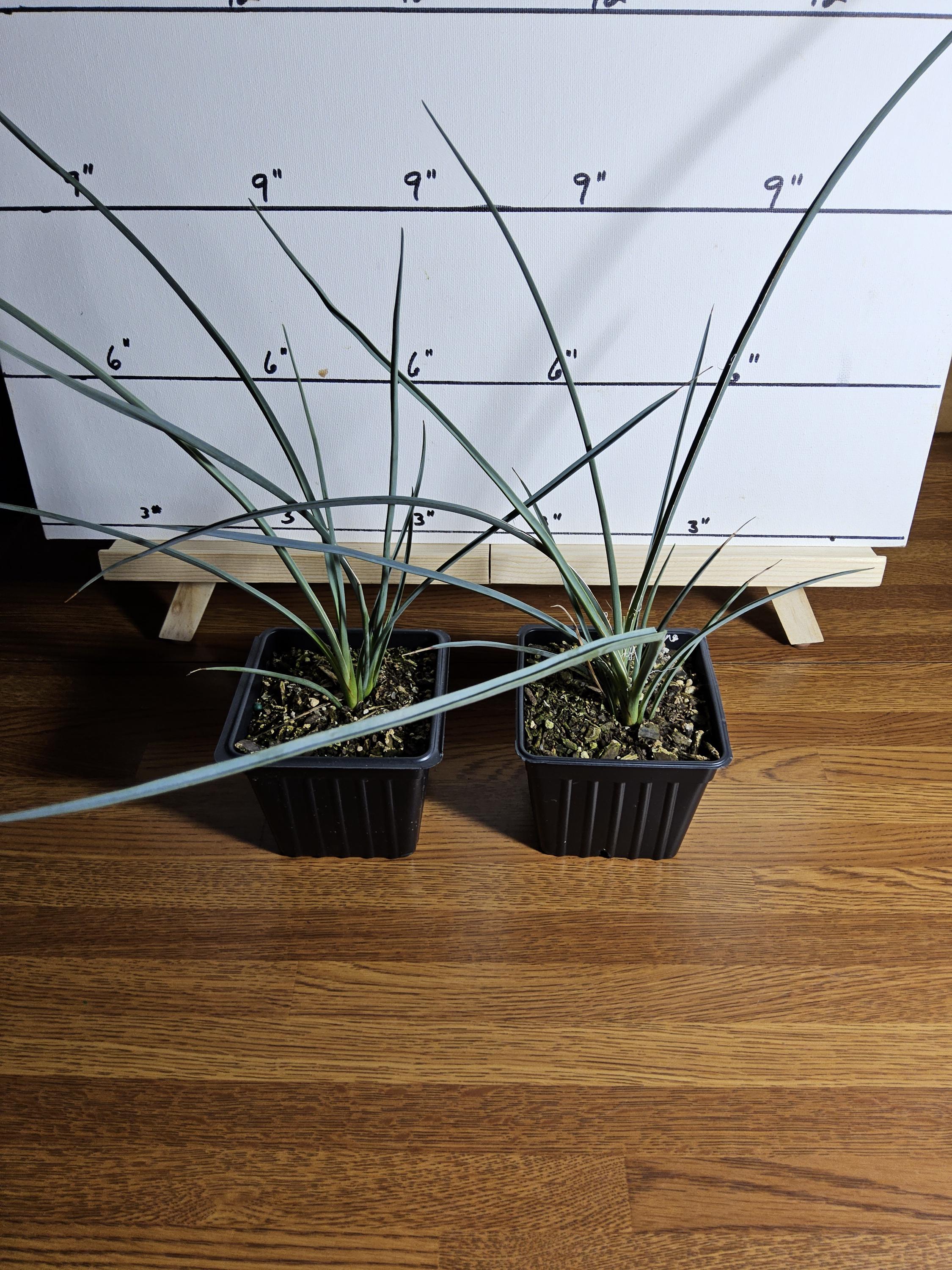 Red Yacca, Beautiful and Easy to Grow. Very Hardy Plant. - Etsy