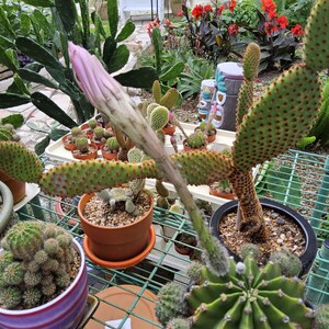 Easter Lily Barrel Cactus Echinopsis Pups off This Mother Plant, Hot ...