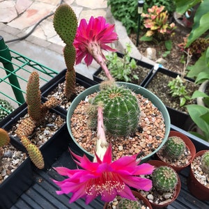 Easter Lily Barrel Cactus Echinopsis Pups off This Mother Plant, Hot ...