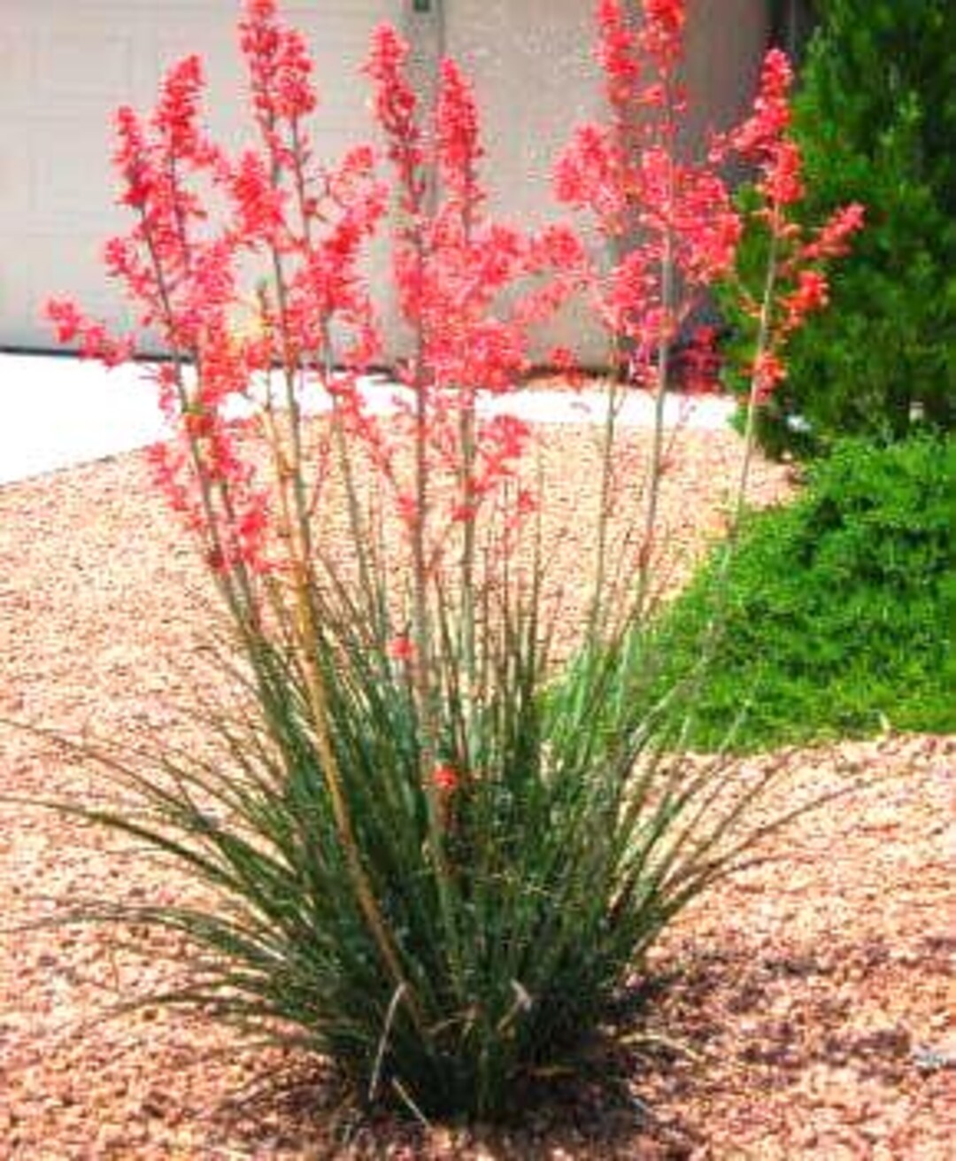 Red Yacca, Beautiful and Easy to Grow. Very Hardy Plant. - Etsy