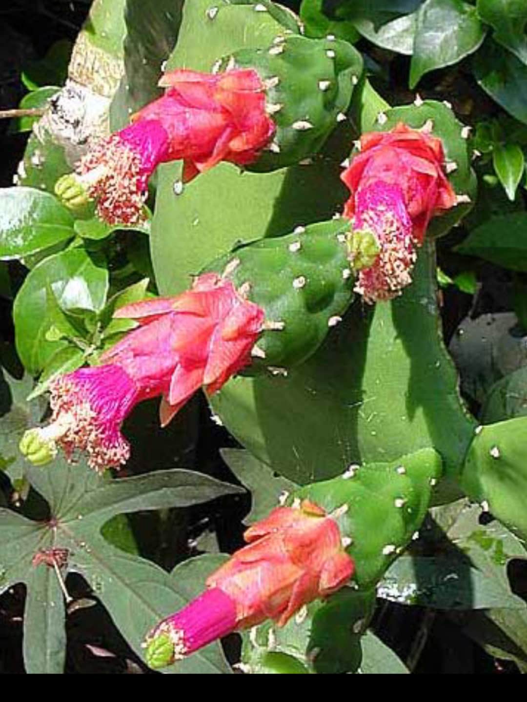Prickly Pear 5 Spineless Thornless Edible Nopales Cactus, 5 Pads, Great ...