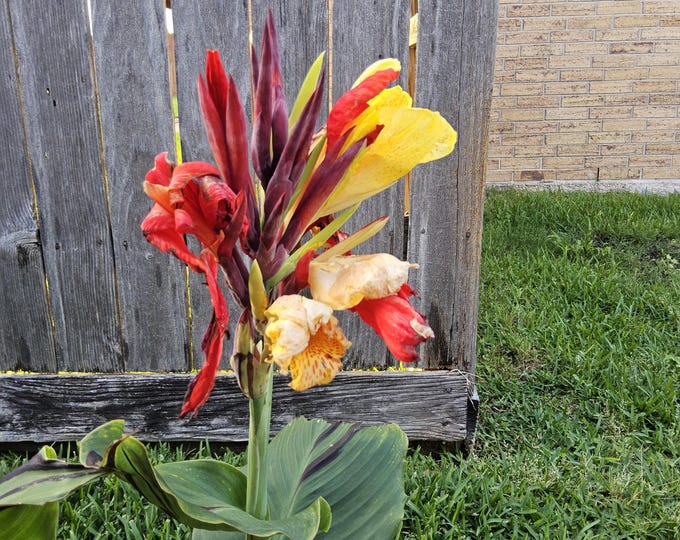 Rare Canna Lily Cleopatra, Red and Yellow. Garden Landscape or Large ...