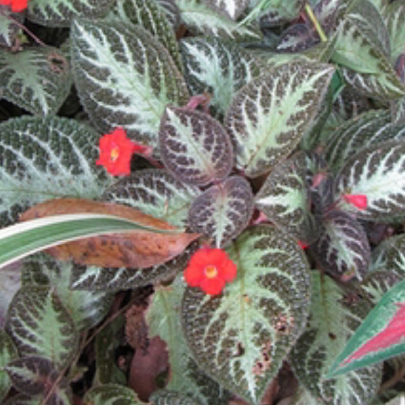 Episcia - Etsy