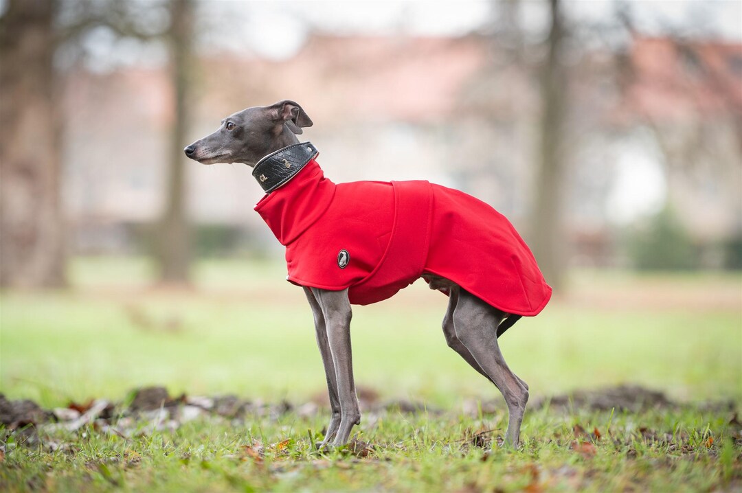 Sighthound Dog Jacket Waterproof Windproof Coat With Harness Compatible ...