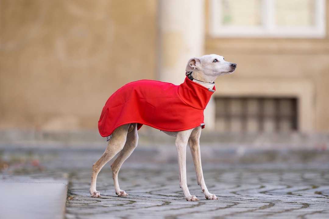 Whippet Waterproof Coat Harness Hole Design Feature Adjustable Fit ...