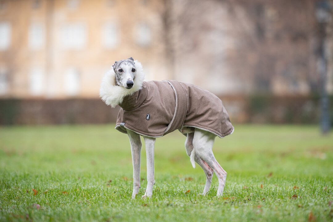 Whippet Winter Coat Iggy Warm Coat Italian Greyhound Clothing Whippet ...