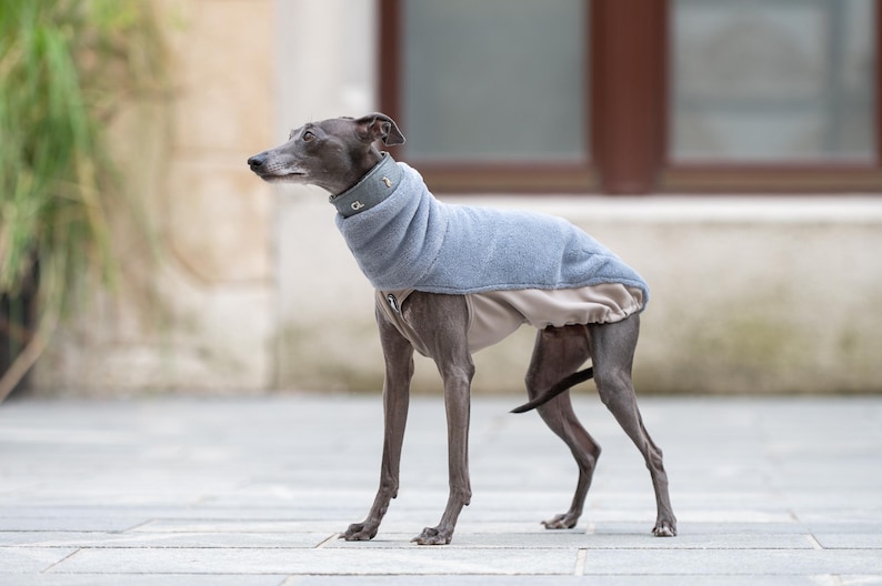 Whippet Puppy Soft Sweater Winter Coat Warm Clothing Protective Garment ...