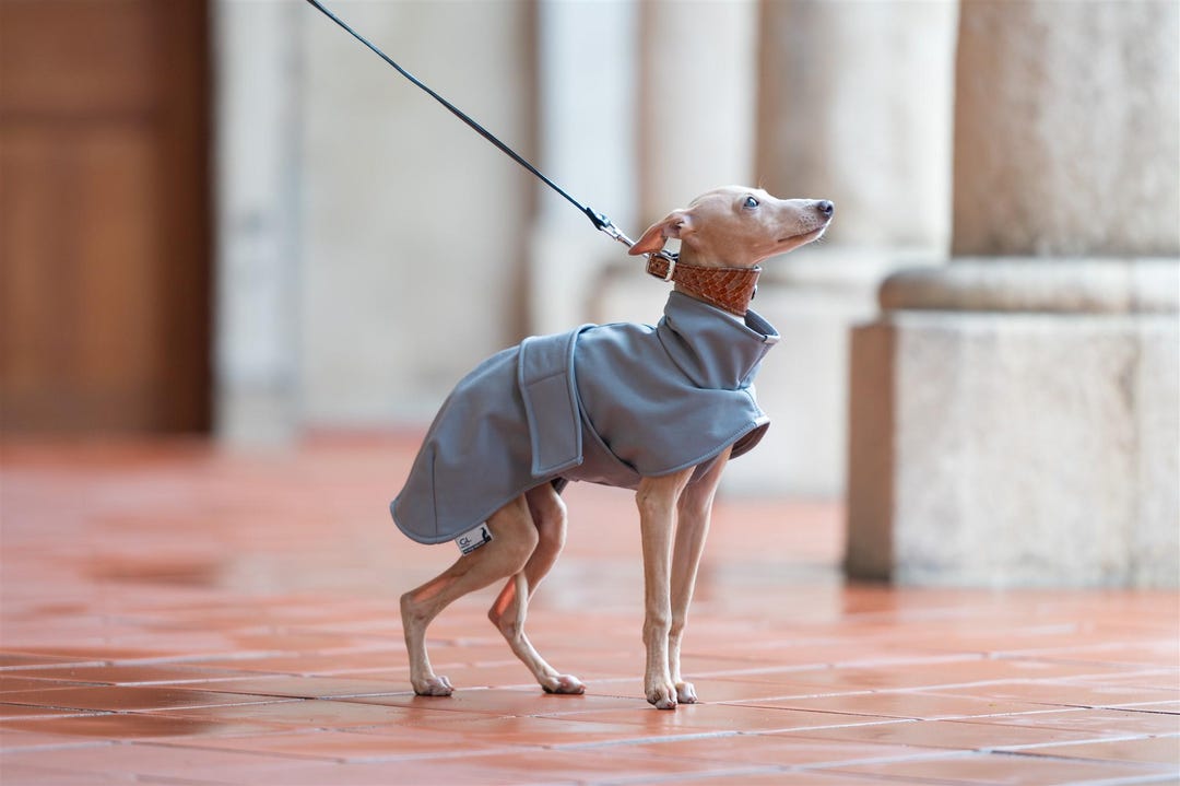 Whippet Puppy Raincoat Iggy Puppy Rain Jacket Italian Greyhound Puppy ...