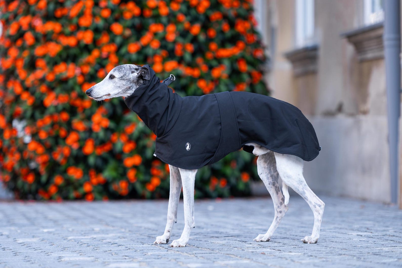 Waterproof Whippet Rain Protection for Italian Greyhound Walking Gear ...