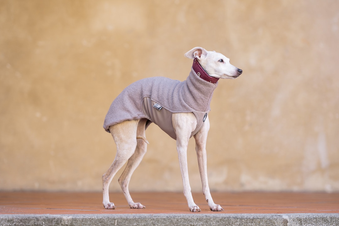Iggy Warm Wool Sweater Whippet Jumper Italian Greyhound Clothing Iggy ...