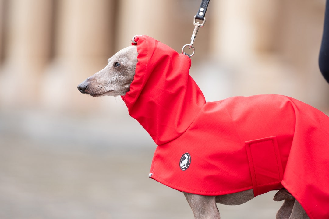 Waterproof Whippet Rain Protection for Italian Greyhound Walking Gear ...