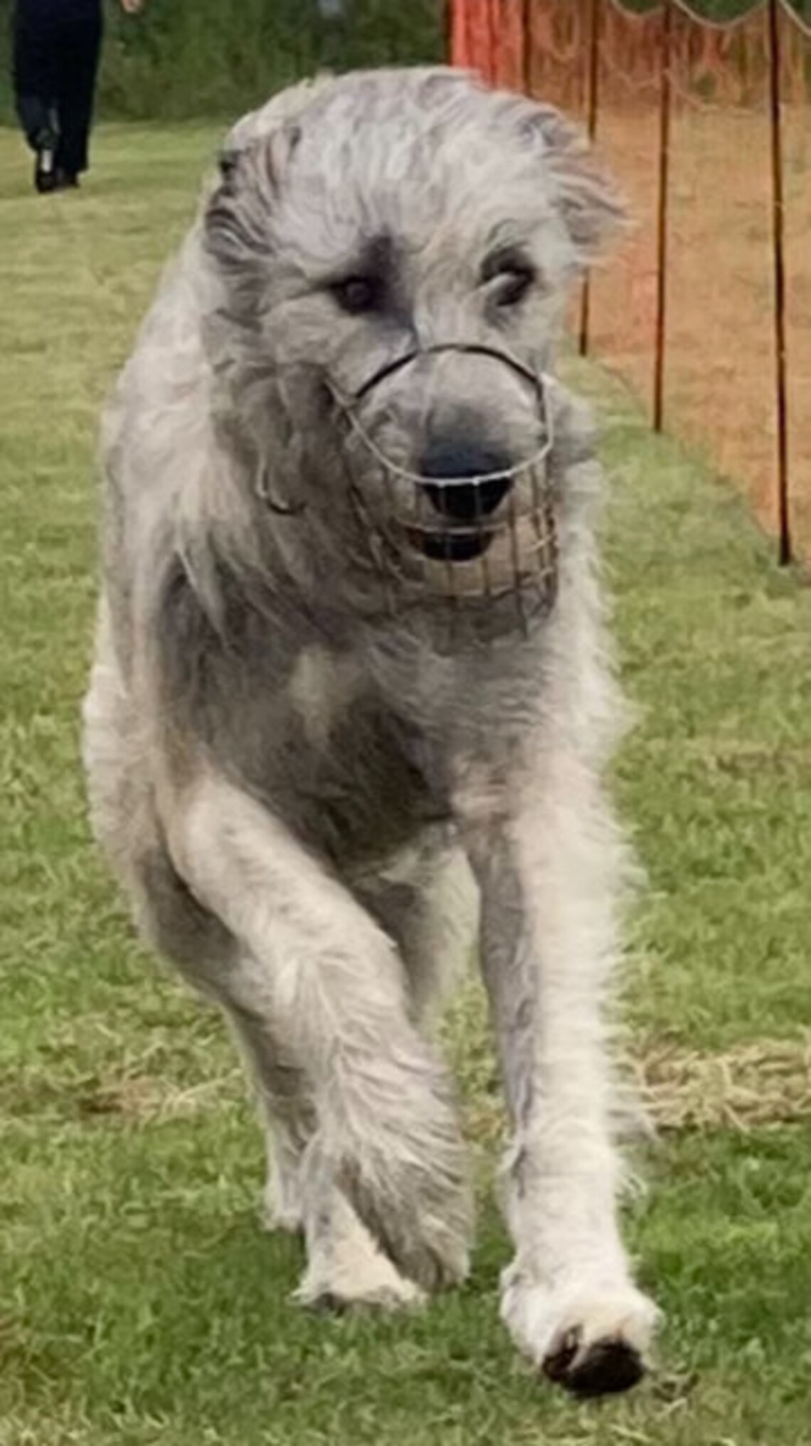 Muzzle for Irish Wolfhound Lightweight Steel Wire Muzzle Coursing ...