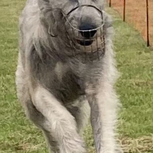 Muzzle for Irish Wolfhound Lightweight Steel Wire Muzzle Coursing ...