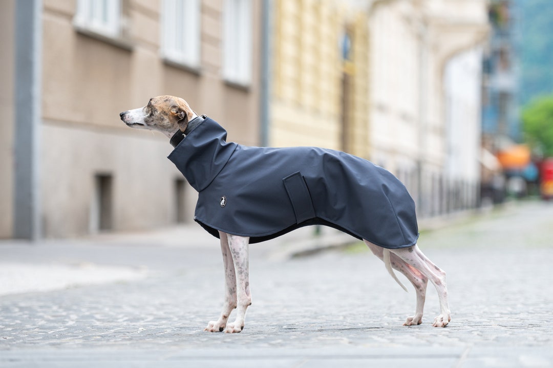 Whippet Light Raincoat Greyhound Rain Jacket Sighthound Clothing ...