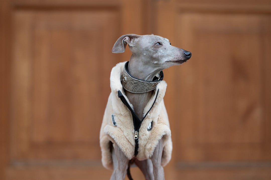Whippet Vest Zipper Design Pullover for Sighthound Winter Protection ...