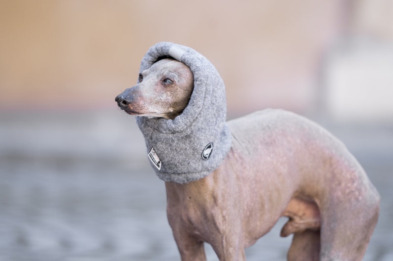 Iggy Warm Snood Whippet Snood Italian Greyhound Warm Snood Saluki Snood ...