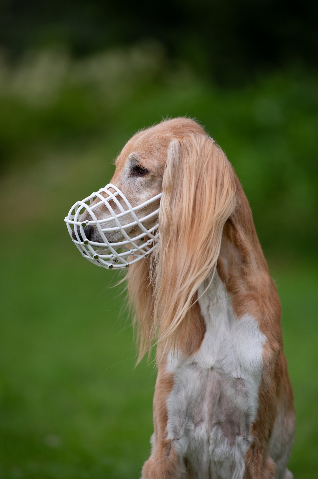 Muzzle Greyhound Lightweight Soft Plastic Basket Muzzle Galgo Coursing ...