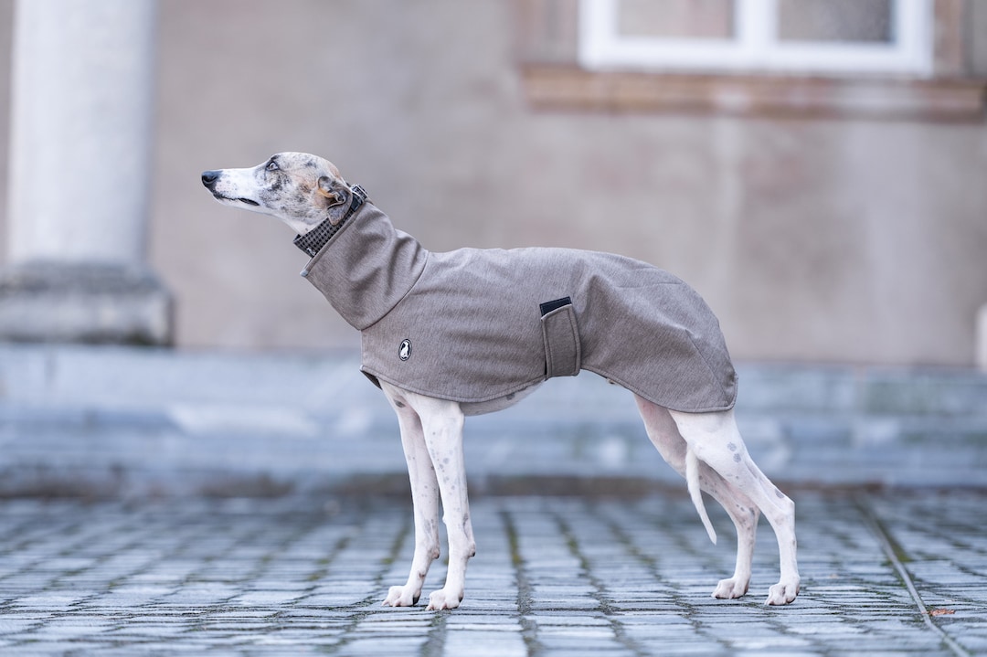 Softshell Dog Coat for Sighthound Rain Protection Jacket Gear for ...