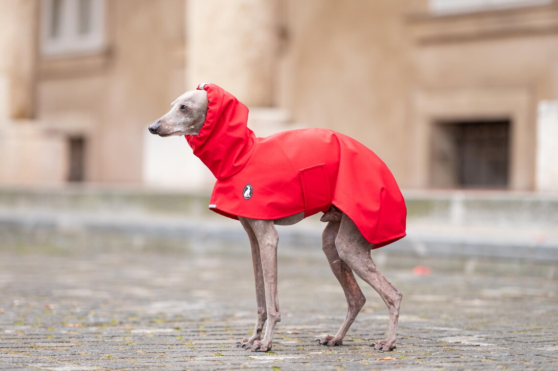 Waterproof Whippet Rain Protection for Italian Greyhound Walking Gear ...