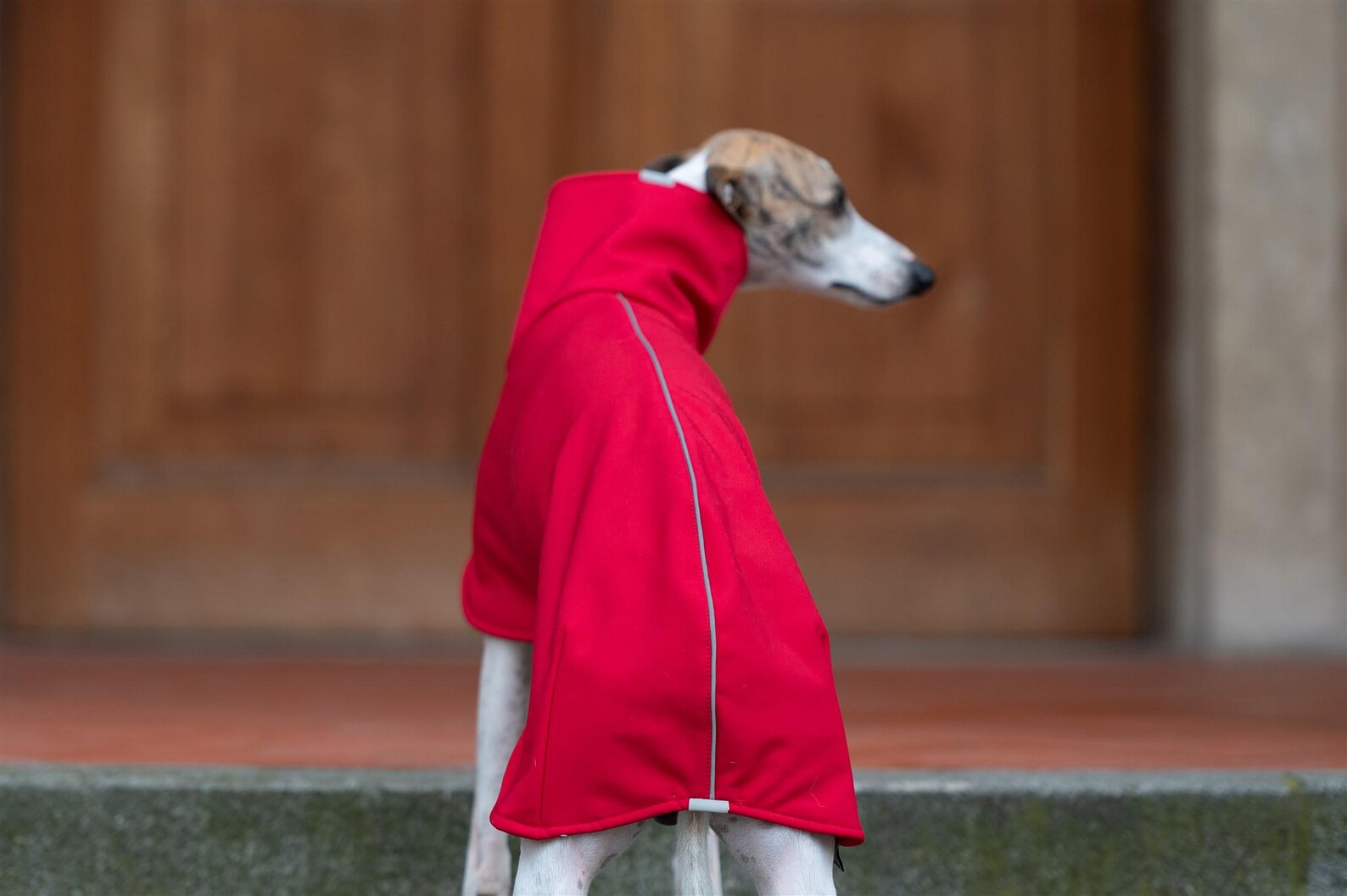 Waterproof Whippet Rain Protection for Italian Greyhound Walking Gear ...