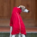 Waterproof Whippet Rain Protection for Italian Greyhound Walking Gear ...