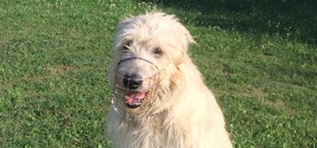 Muzzle for Irish Wolfhound Lightweight Steel Wire Muzzle Coursing ...