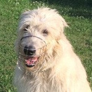 Muzzle for Irish Wolfhound Lightweight Steel Wire Muzzle Coursing ...