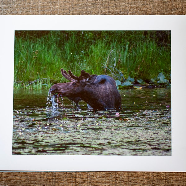Moose Drool - Etsy