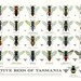 Native Bees of Tasmania poster | Etsy