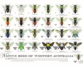 Native Bees of Queensland Poster third Edition | Etsy Australia