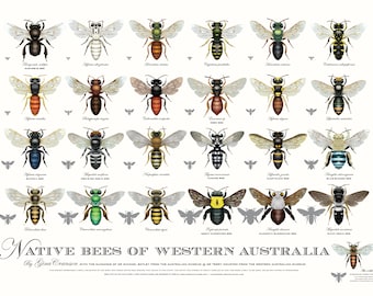 Native Bees of Queensland Poster third Edition - Etsy Australia