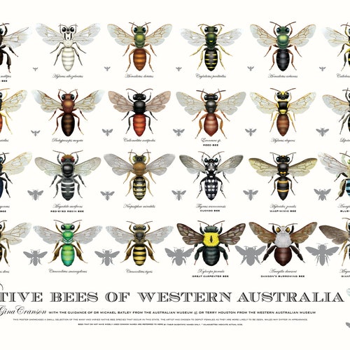 Native Bees of Western Australia Poster - Etsy