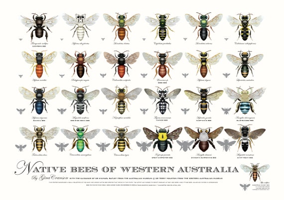Native Bees of Western Australia Poster - Etsy Australia
