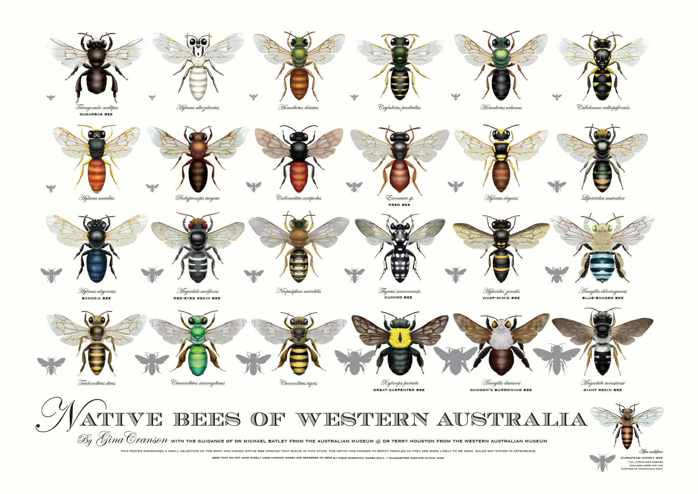 Native Bees of Western Australia Poster - Etsy Australia