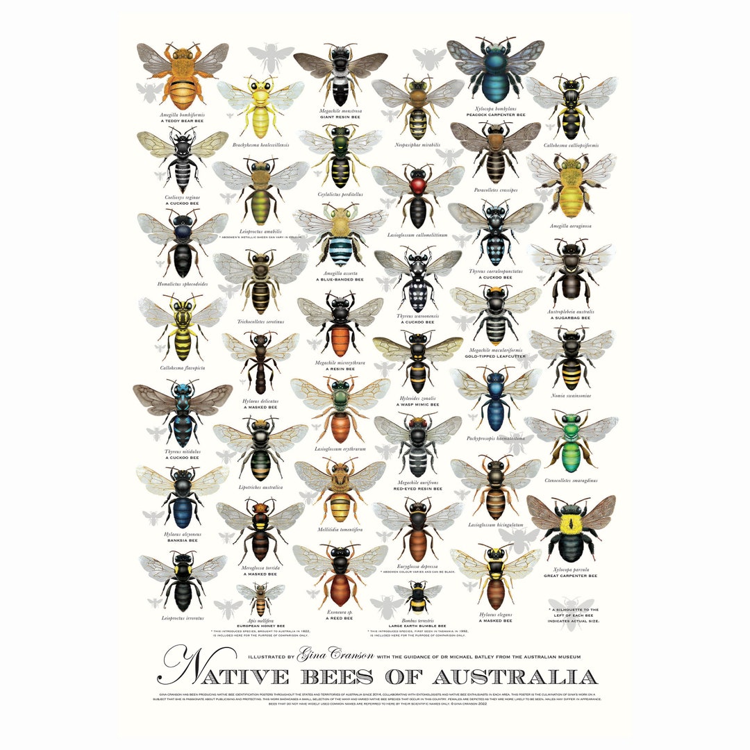 A2 Size Native Bees of Australia Poster - Etsy Australia
