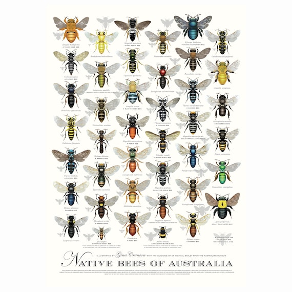 A2 Size Native Bees of Australia Poster - Etsy
