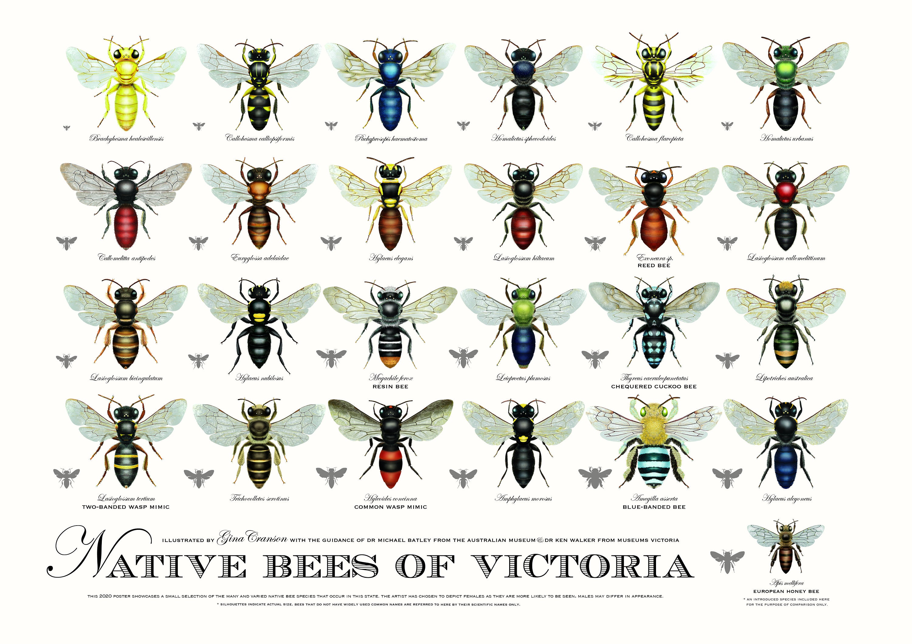 Native Bees of Victoria (third Edition) - Etsy Australia