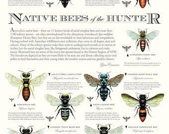 Native Bees of South Australia Poster | Etsy Australia