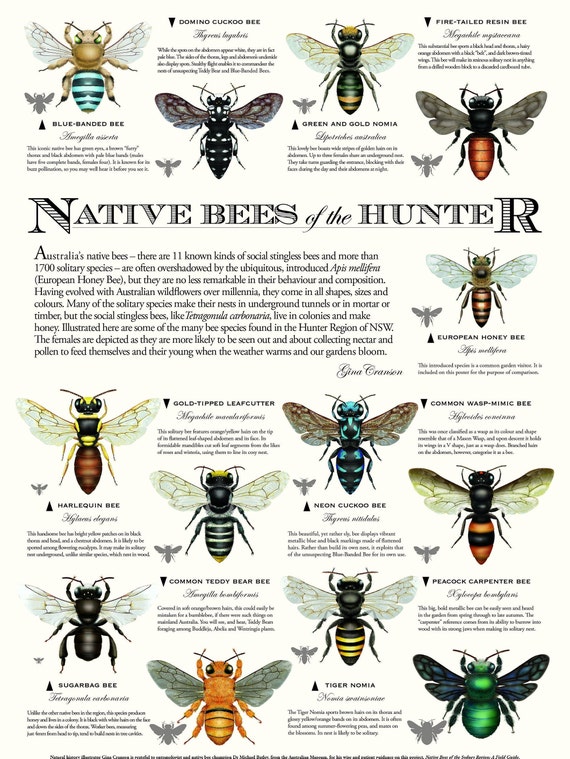 Native Bees of the Hunter Poster - Etsy UK
