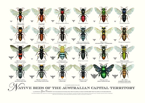 Native Bees of the Australian Capital Territory Poster - Etsy Australia