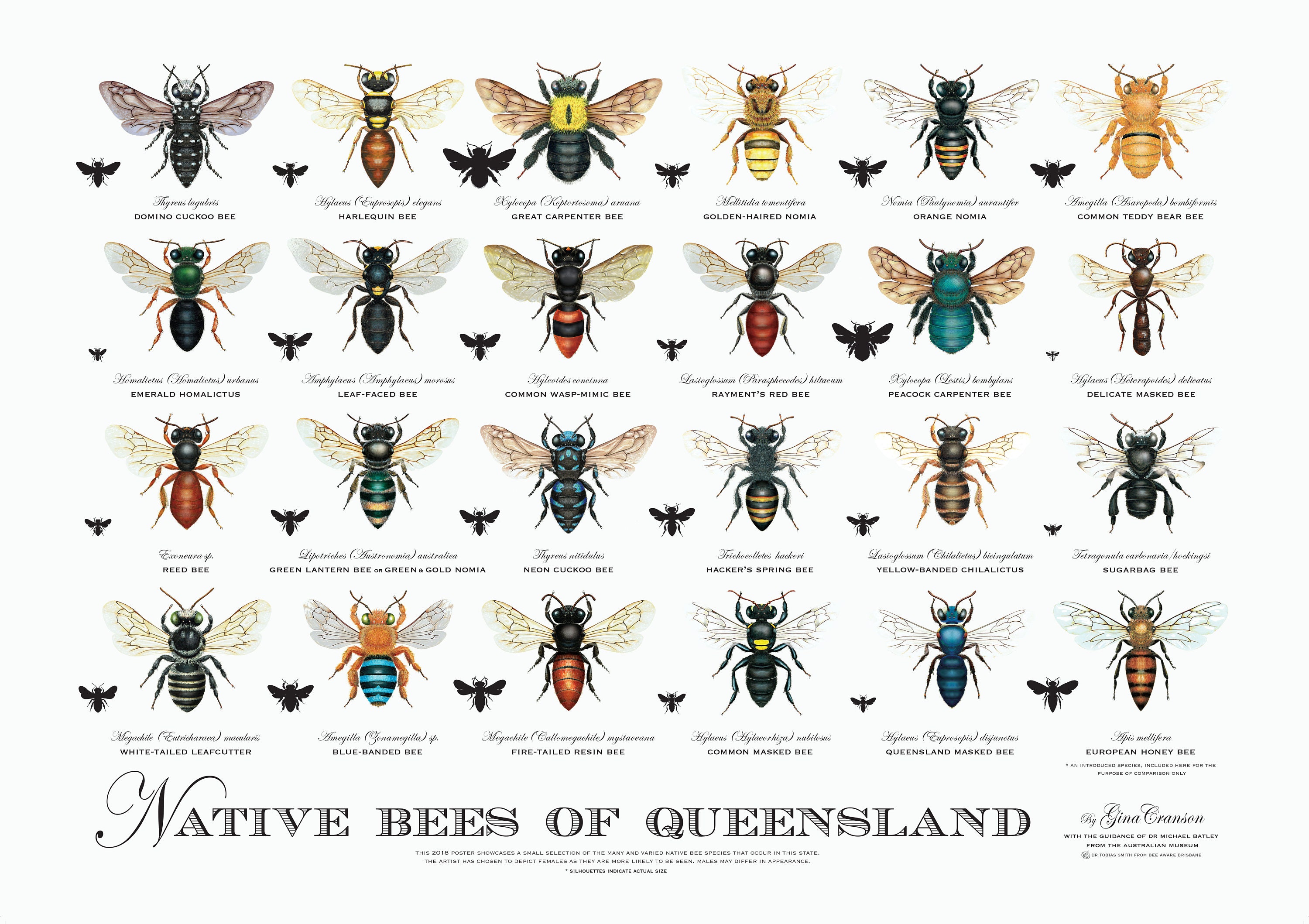 Native Bees of Queensland Poster | Etsy
