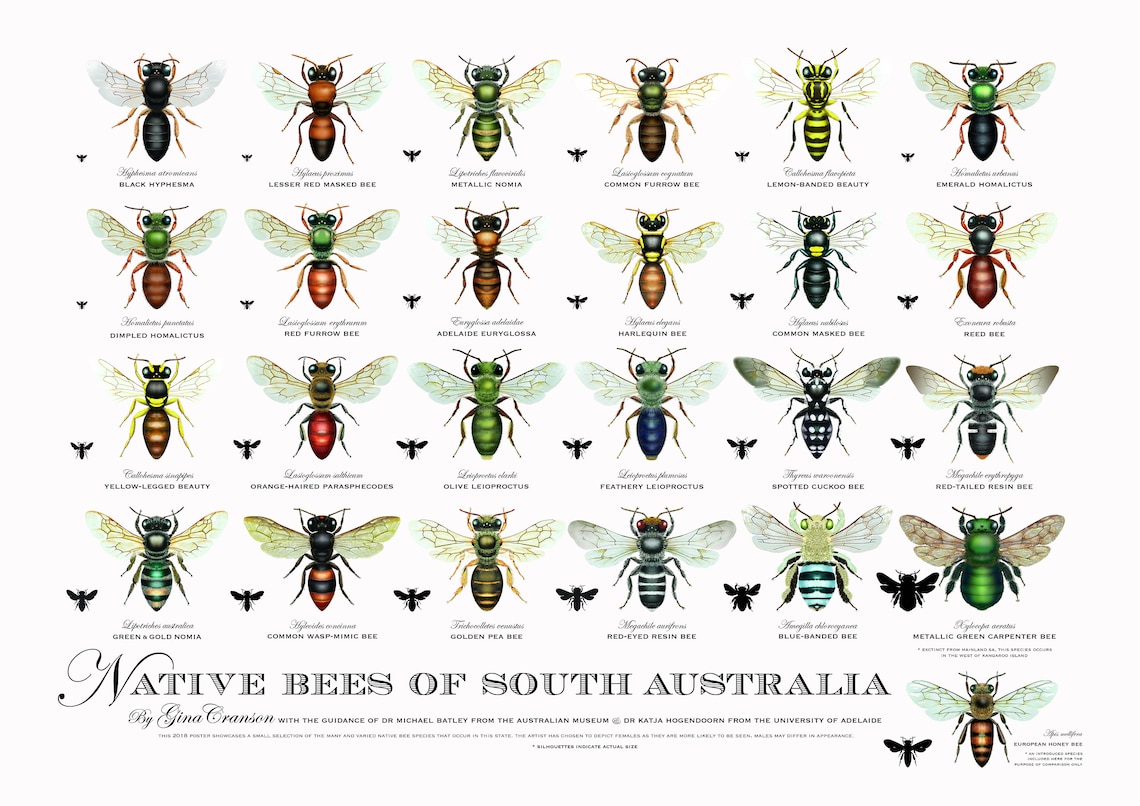 Native Bees of South Australia Poster | Etsy Australia