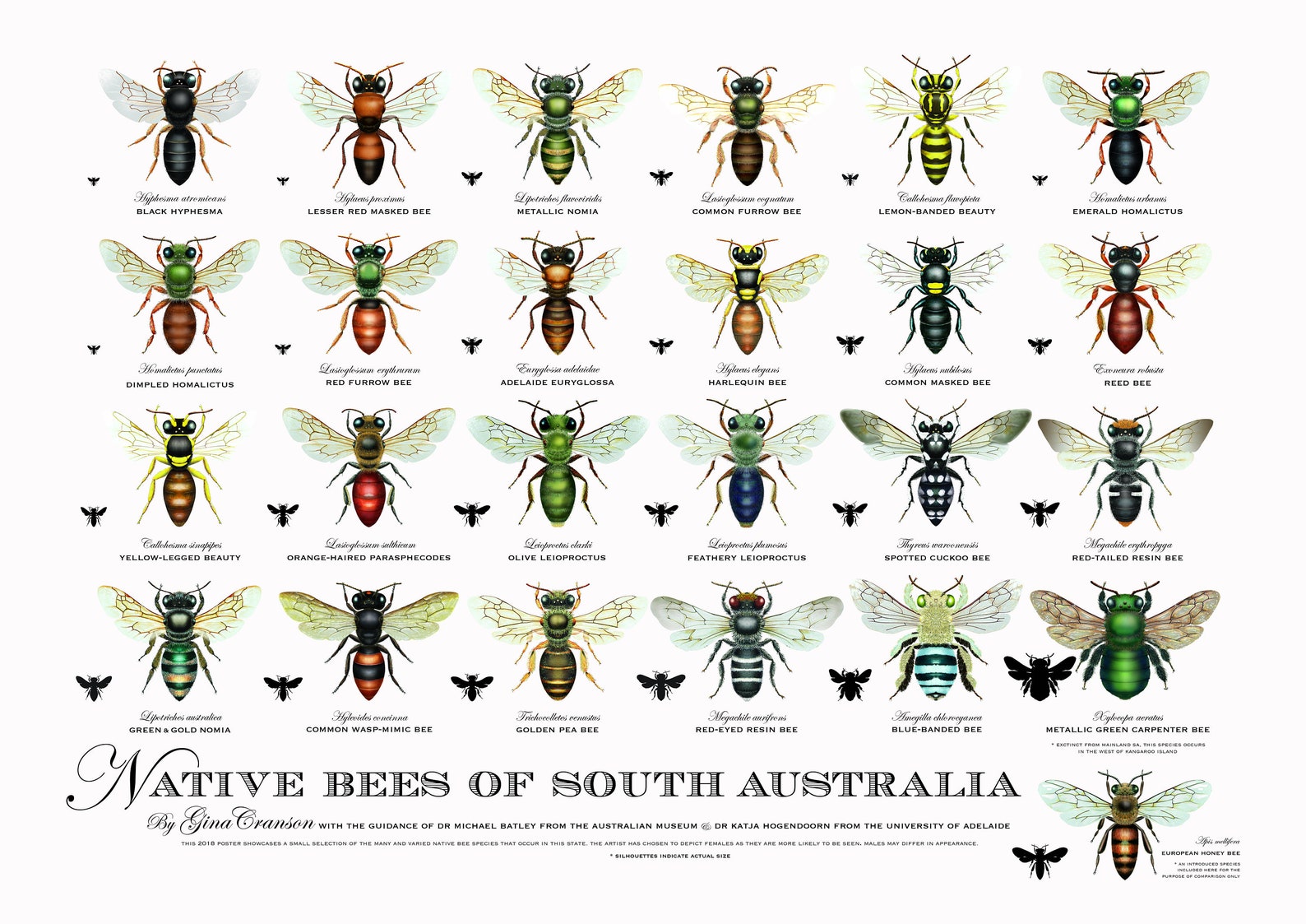 Native Bees of South Australia Poster | Etsy Australia