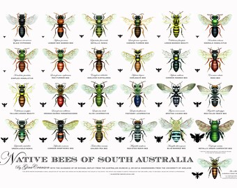 Native Bees of NSW Poster 4th Edition | Etsy