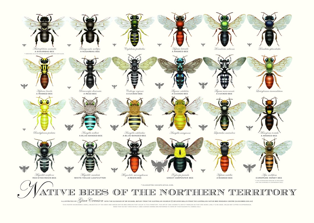 Native Bees of the Northern Territory Poster - Etsy Australia