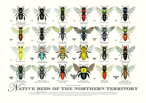Native Bees of the Northern Territory Poster - Etsy Australia