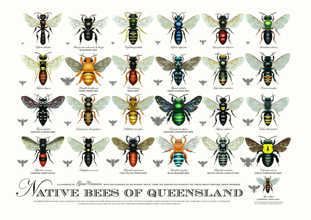 Native Bees of Queensland Poster (third Edition) - Etsy Australia